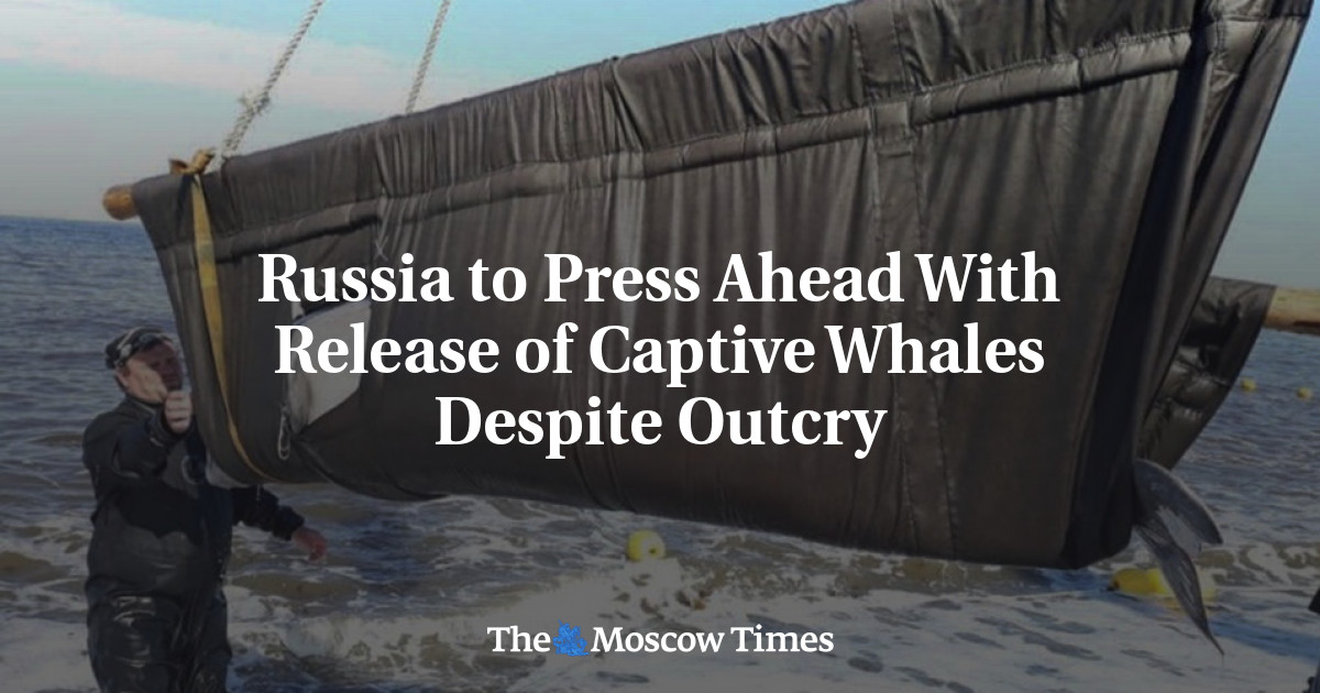 Russia to Press Ahead With Release of Captive Whales Despite Outcry ...