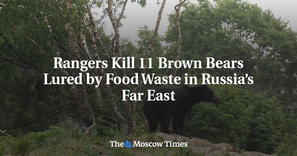 Rangers Kill 11 Brown Bears Lured by Food Waste in Russia’s Far East ...