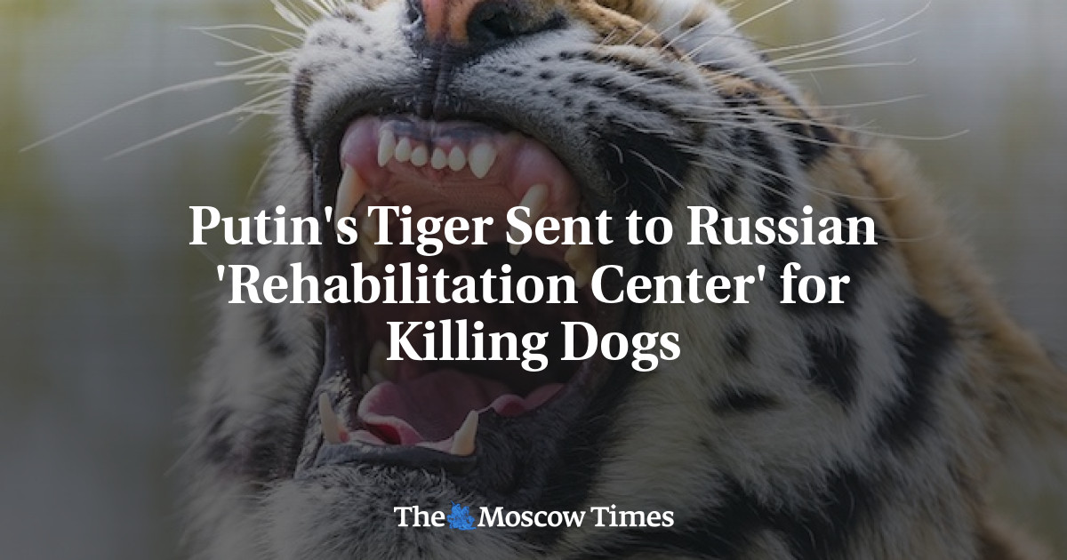 Putin's Tiger Sent to Russian 'Rehabilitation Center' for Killing Dogs