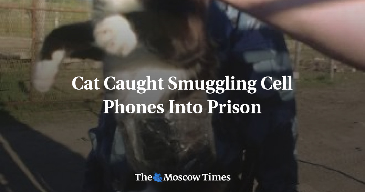 Cat Caught Smuggling Cell Phones Into Prison