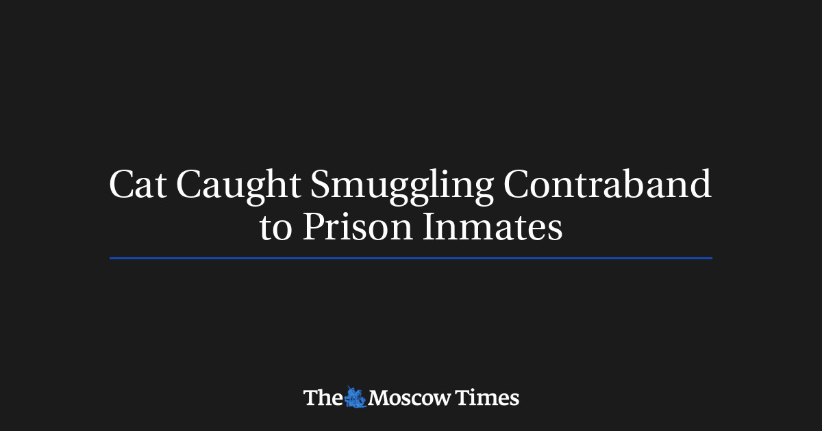 Cat Caught Smuggling Contraband to Prison Inmates