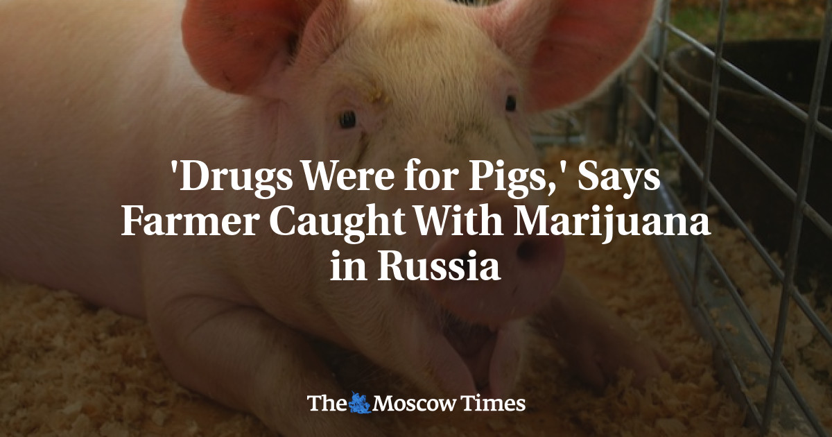 'Drugs Were for Pigs,' Says Farmer Caught With Marijuana in Russia