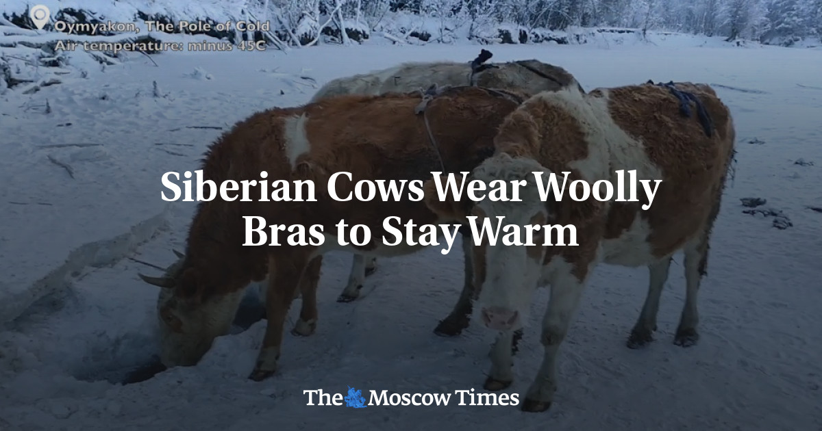 Siberian Cows Wear Woolly Bras to Stay Warm - The Moscow Times