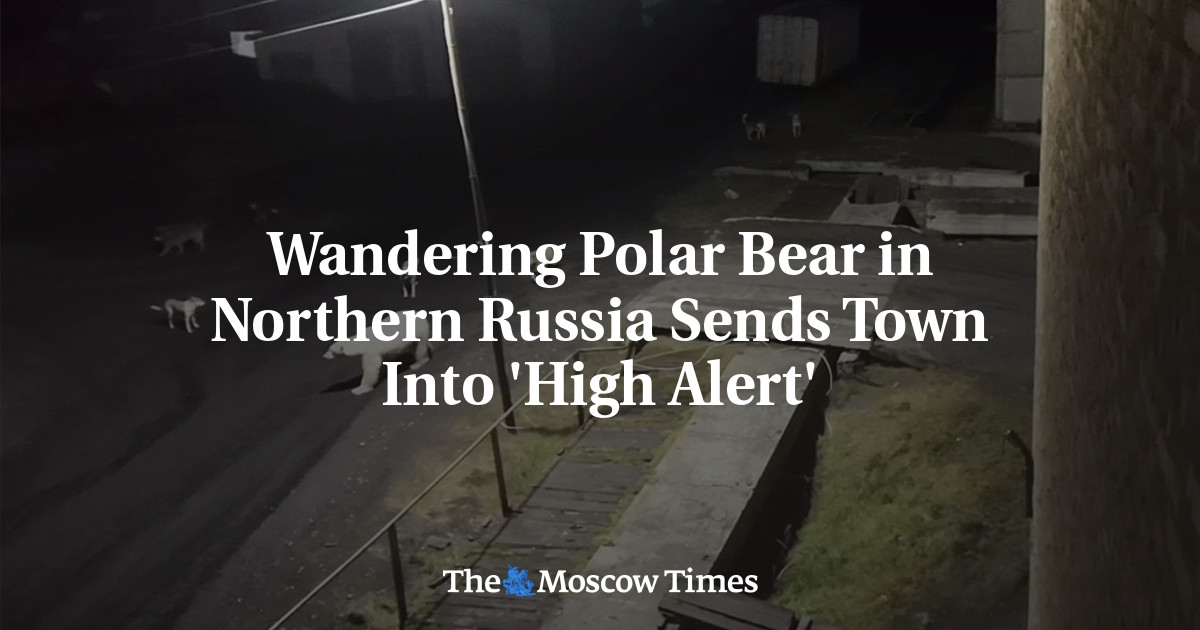 Wandering Polar Bear in Northern Russia Sends Town Into 'High Alert ...