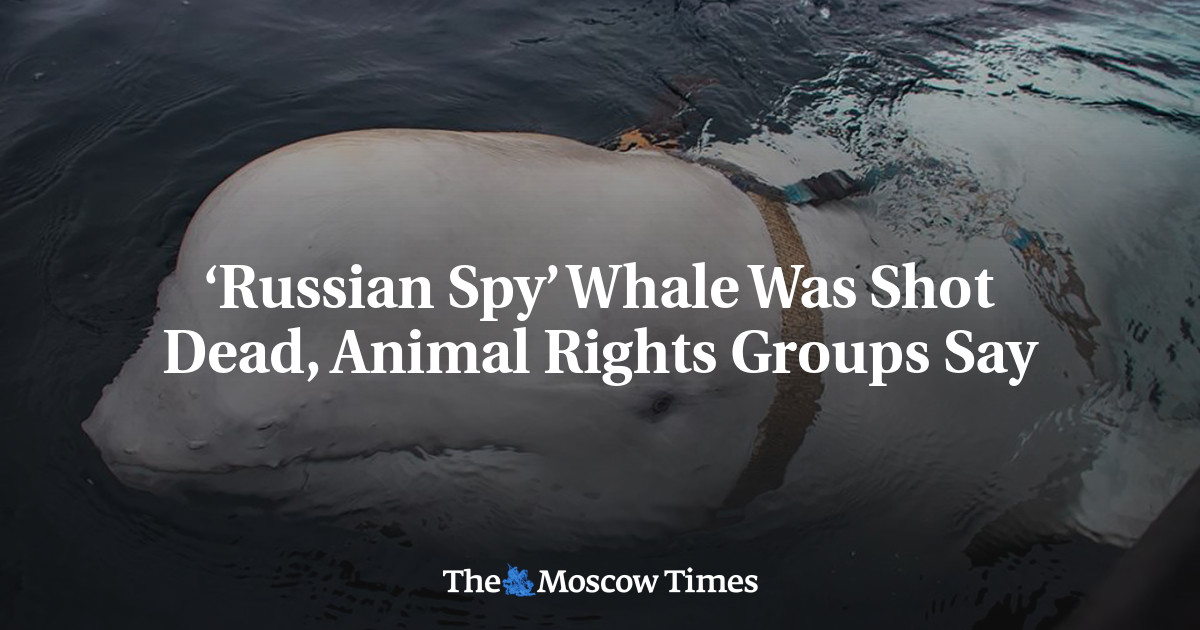 ‘Russian Spy’ Whale Was Shot Dead, Animal Rights Groups Say - The ...