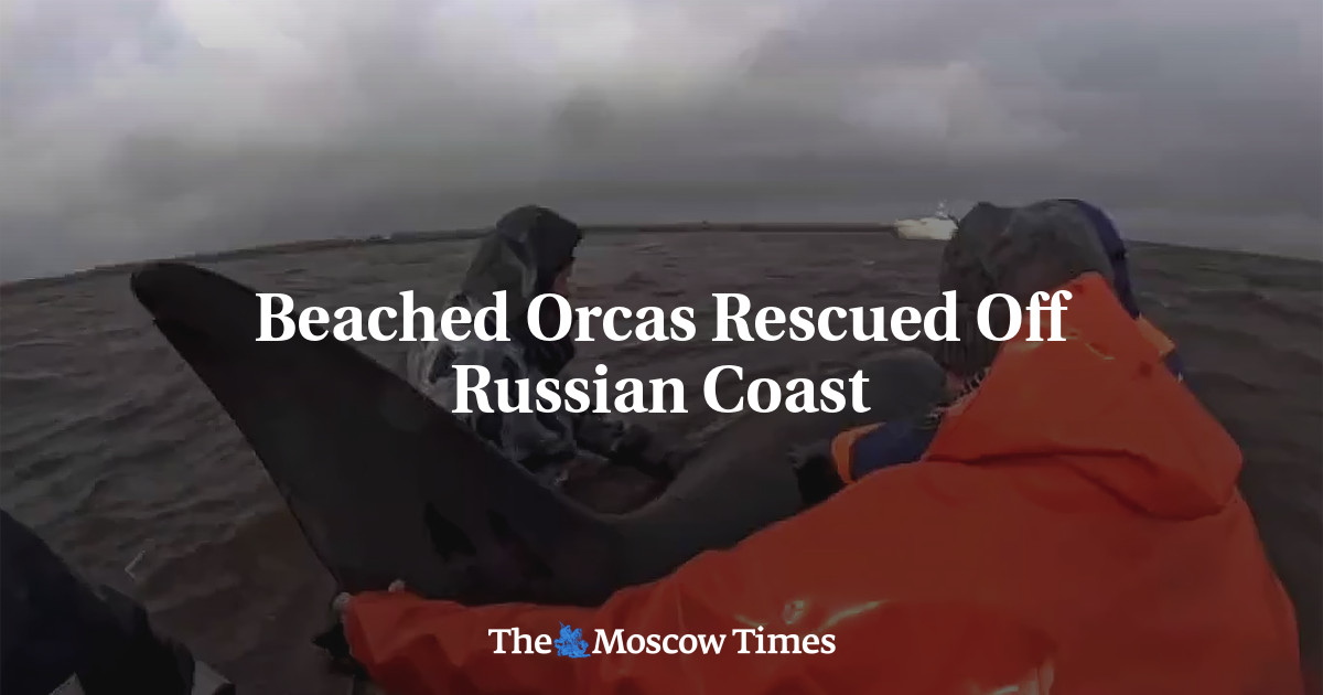 Beached Orcas Rescued Off Russian Coast - The Moscow Times
