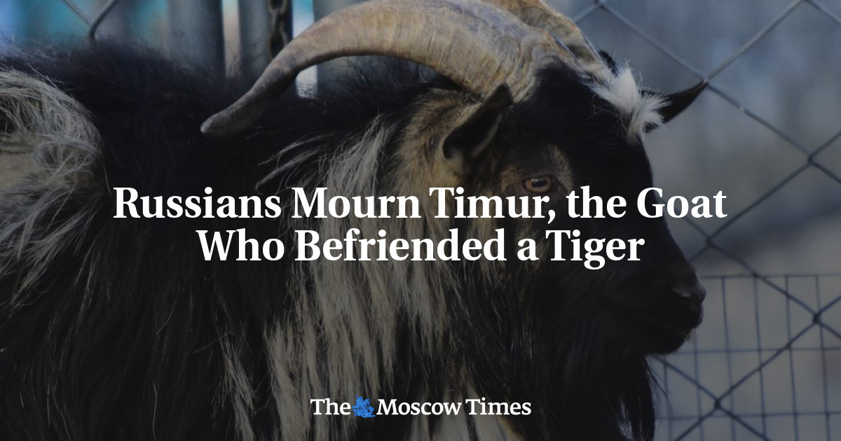 Russians Mourn Timur, the Goat Who Befriended a Tiger - The Moscow Times