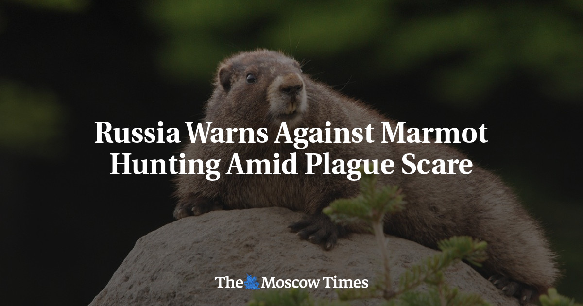 Russia Warns Against Marmot Hunting Amid Plague Scare - The Moscow Times
