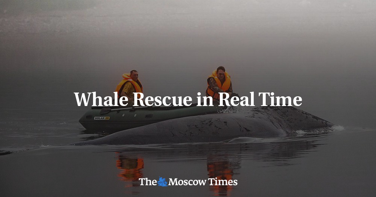 Whale Rescue in Real Time