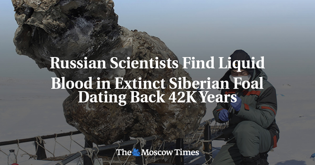 Russian Scientists Find Liquid Blood in Extinct Siberian Foal Dating ...