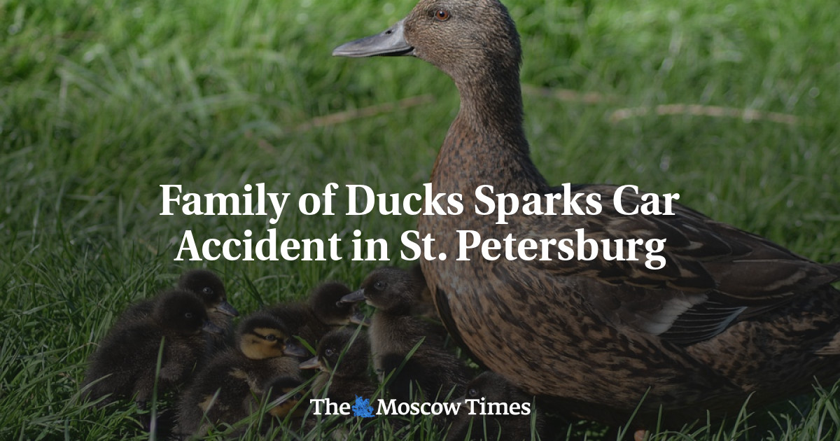 Family of Ducks Sparks Car Accident in St. Petersburg - The Moscow Times
