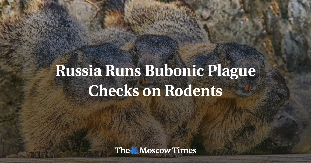 Russia Runs Bubonic Plague Checks on Rodents - The Moscow Times