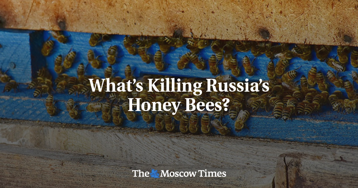 What’s Killing Russia’s Honey Bees? - The Moscow Times
