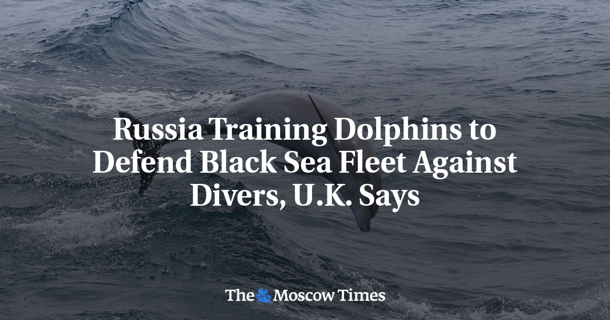 Russia Training Dolphins to Defend Black Sea Fleet Against Divers, U.K ...