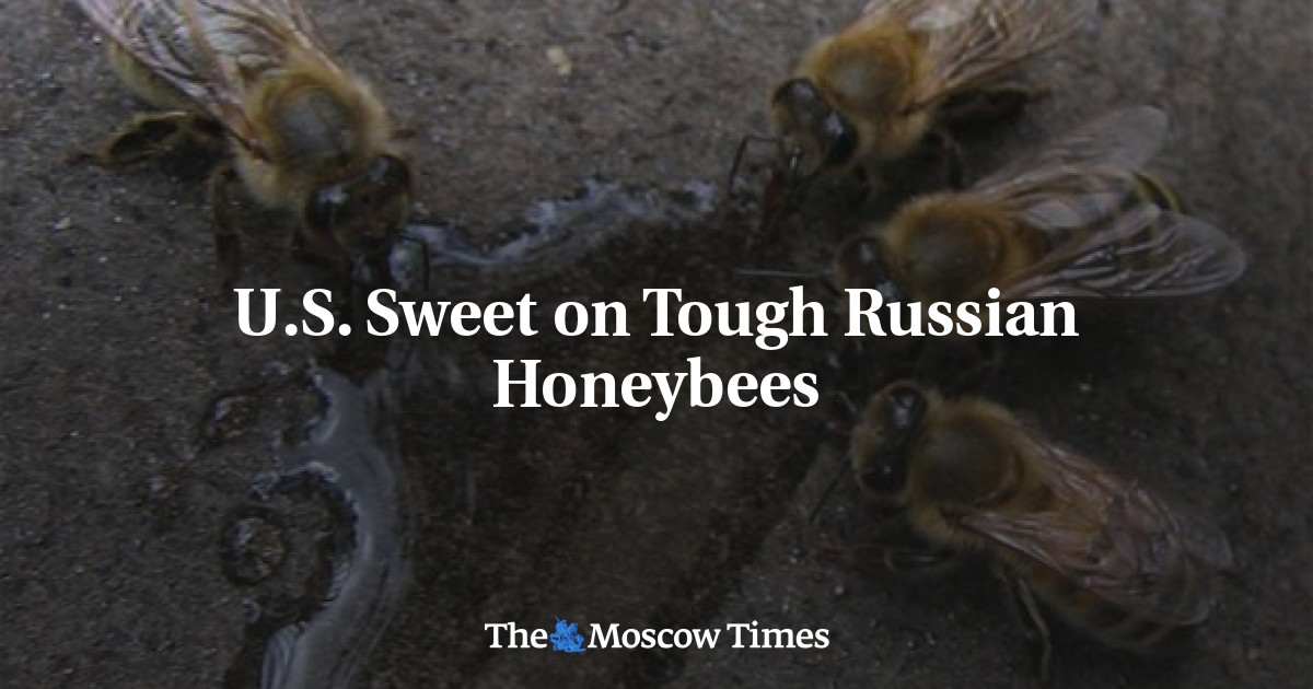 U.S. Sweet on Tough Russian Honeybees