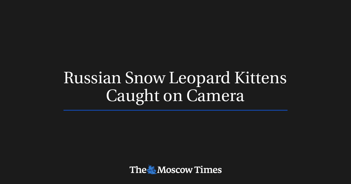 Russian Snow Leopard Kittens Caught on Camera - The Moscow Times