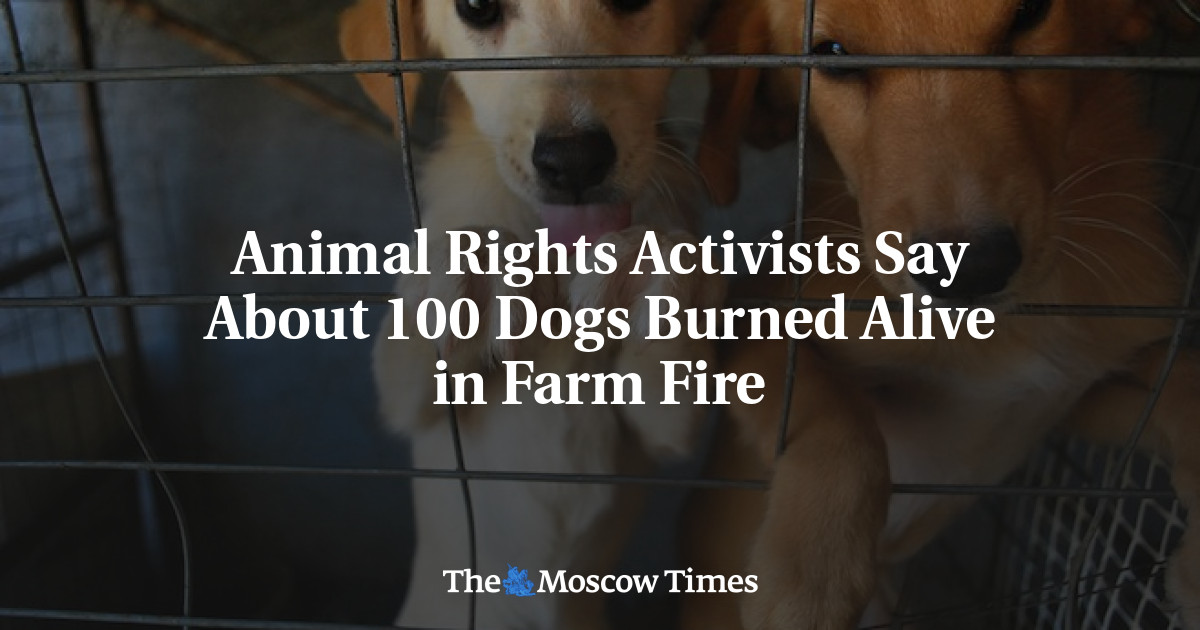Animal Rights Activists Say About 100 Dogs Burned Alive in Farm Fire