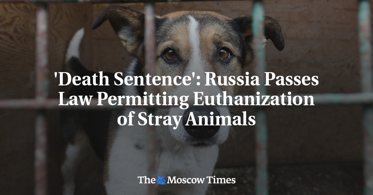 'Death Sentence': Russia Passes Law Permitting Euthanization of Stray ...