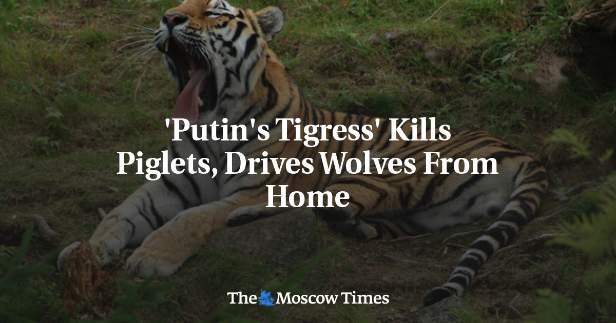 'Putin's Tigress' Kills Piglets, Drives Wolves From Home