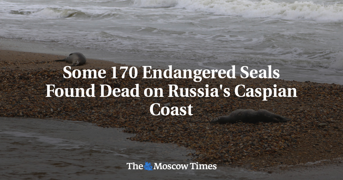 Some 170 Endangered Seals Found Dead on Russia's Caspian Coast - The ...