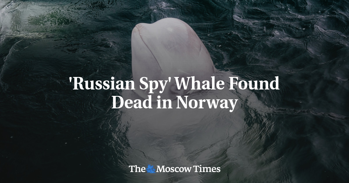 'Russian Spy' Whale Found Dead in Norway - The Moscow Times