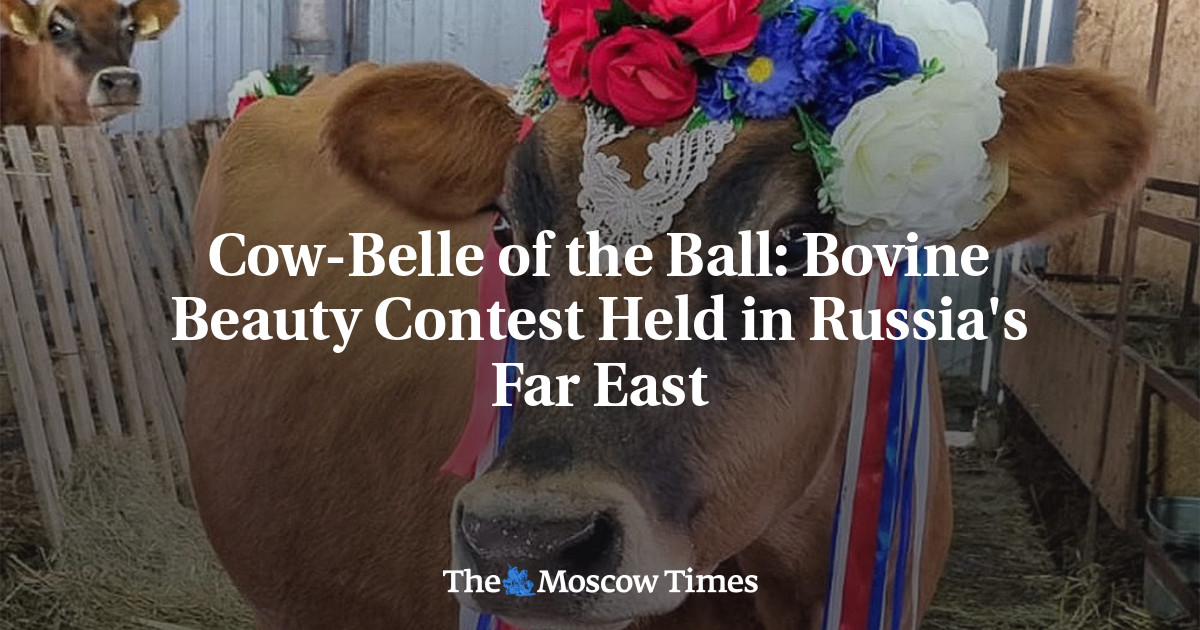 Cow-Belle of the Ball: Bovine Beauty Contest Held in Russia's Far East ...
