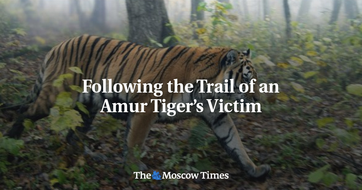 Following the Trail of an Amur Tiger’s Victim