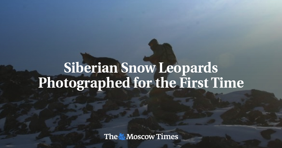 Siberian Snow Leopards Photographed for the First Time
