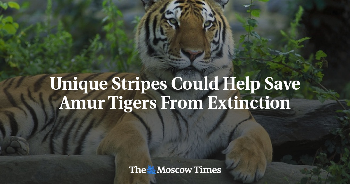 Unique Stripes Could Help Save Amur Tigers From Extinction