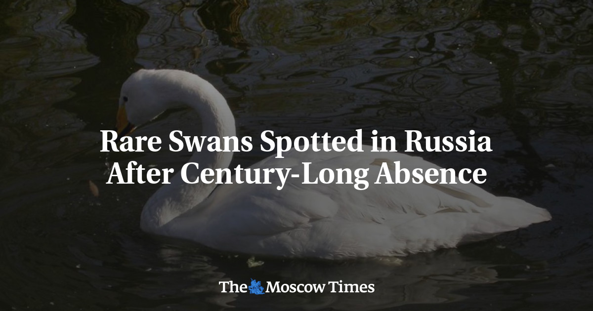 Rare Swans Spotted in Russia After Century-Long Absence