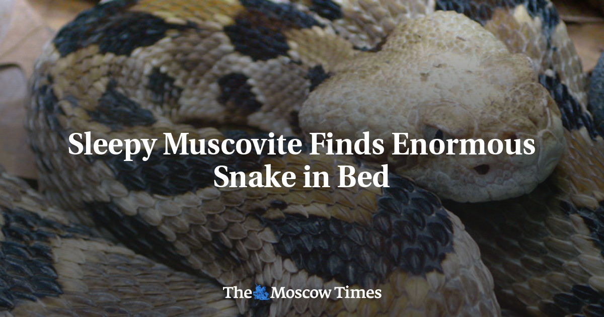 Sleepy Muscovite Finds Enormous Snake in Bed