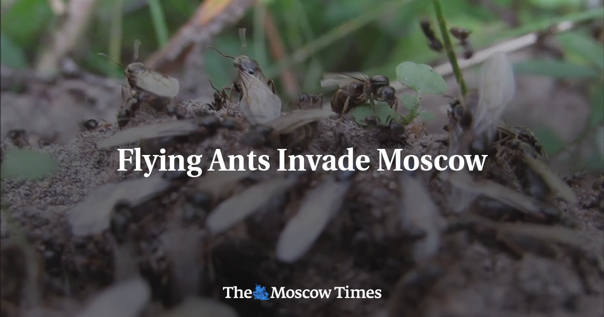 Flying Ants Invade Moscow