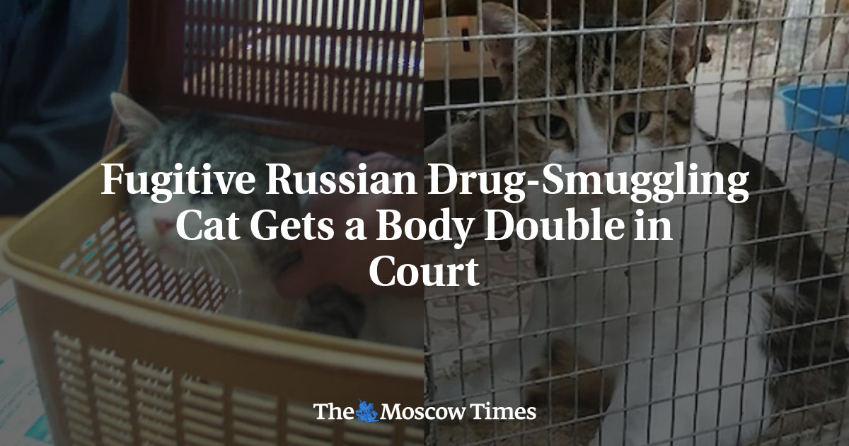 Fugitive Russian Drug-Smuggling Cat Gets a Body Double in Court - The ...