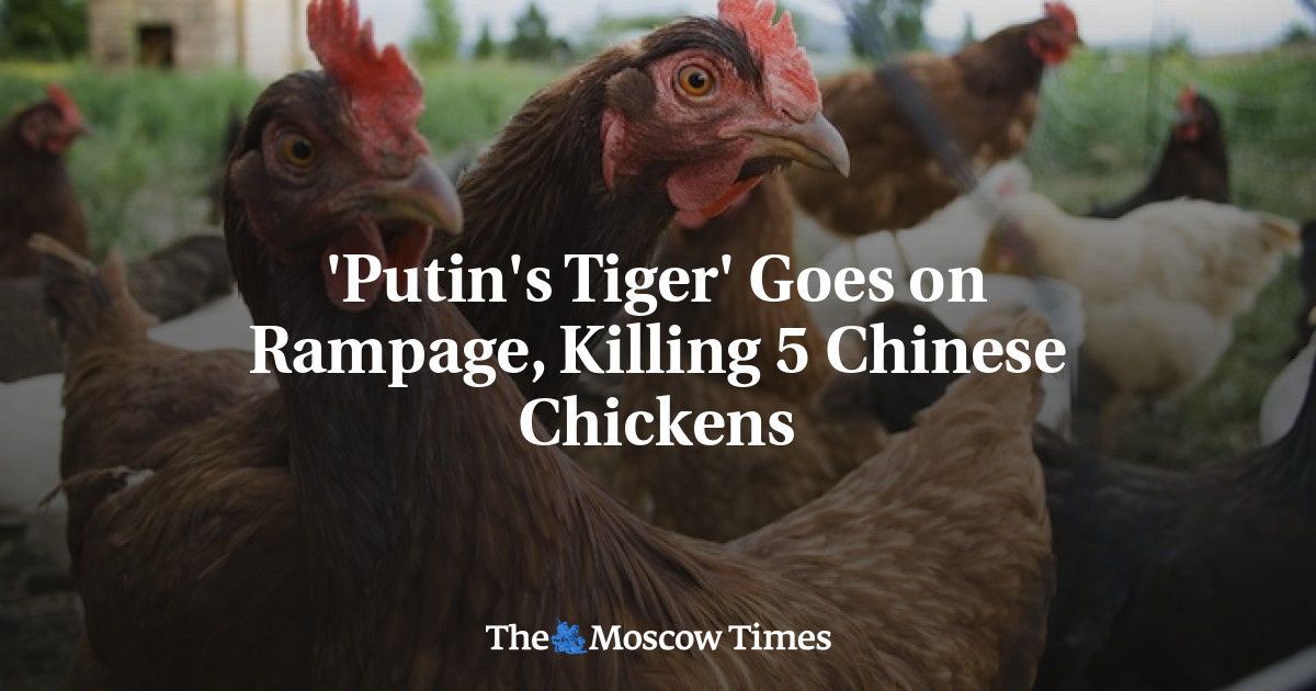 'Putin's Tiger' Goes on Rampage, Killing 5 Chinese Chickens