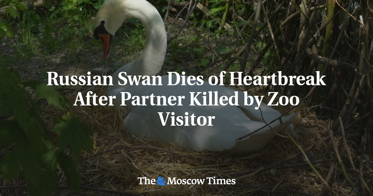Russian Swan Dies of Heartbreak After Partner Killed by Zoo Visitor