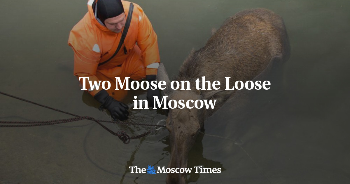 Two Moose on the Loose in Moscow