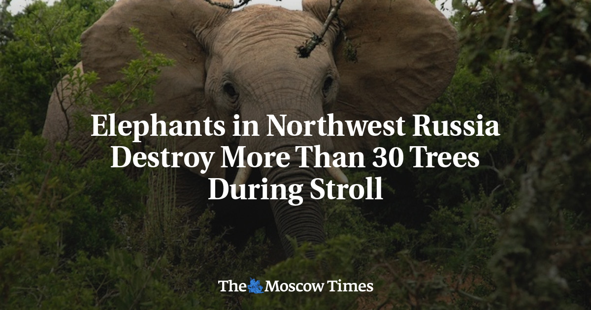 Elephants in Northwest Russia Destroy More Than 30 Trees During Stroll