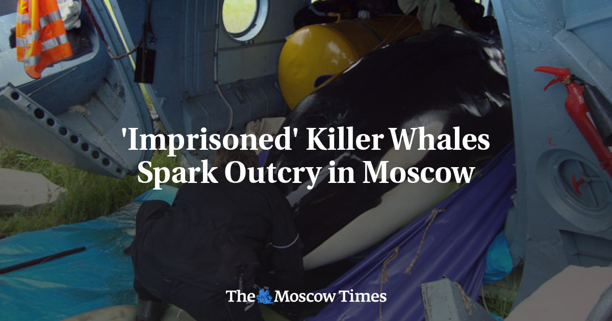 'Imprisoned' Killer Whales Spark Outcry in Moscow