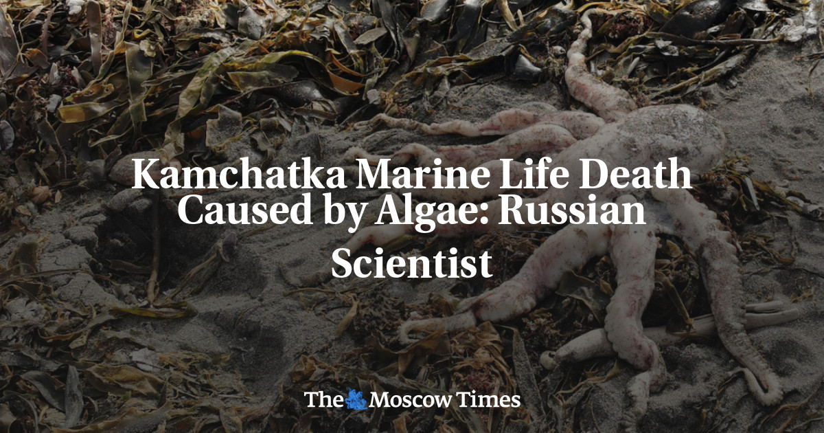 Kamchatka Marine Life Death Caused by Algae: Russian Scientist - The ...