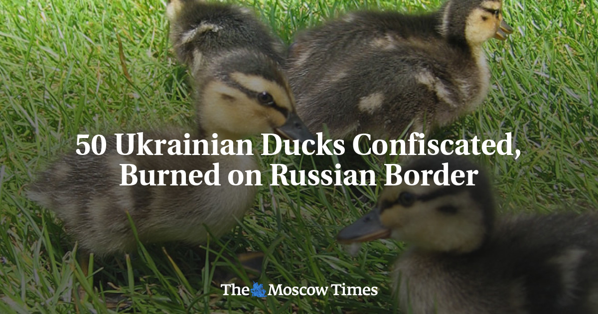 50 Ukrainian Ducks Confiscated, Burned on Russian Border