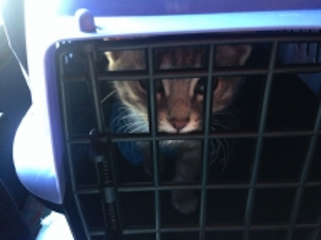 Russian Bailiffs Arrest Debtor's Cat