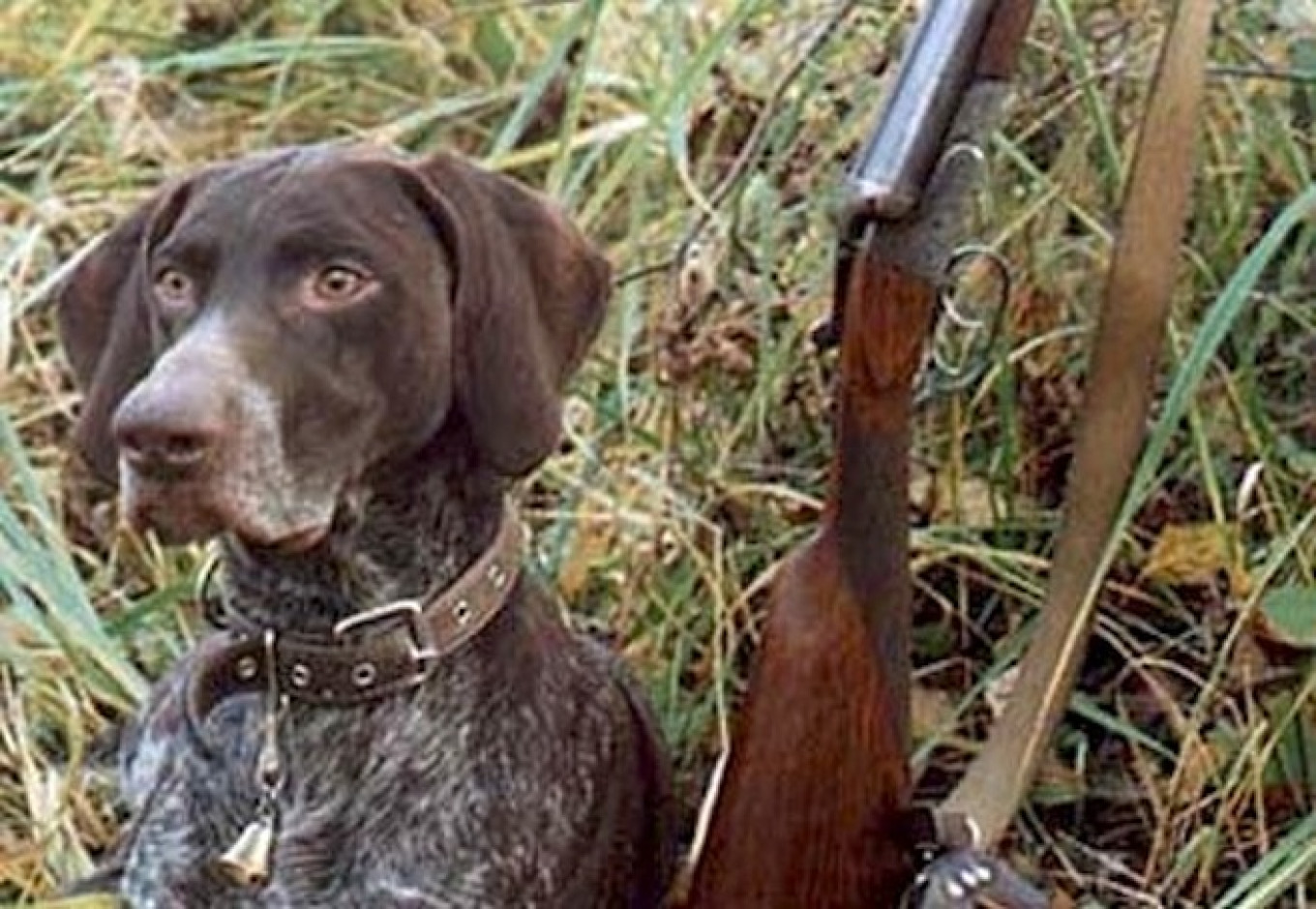 Dog Kills Owner With Hunting Rifle in Russia's Perm Region