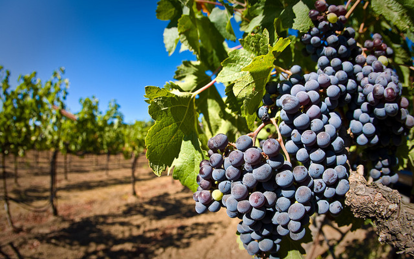 Russia's Largest Wine Producer Expanded Its Territory by 40%