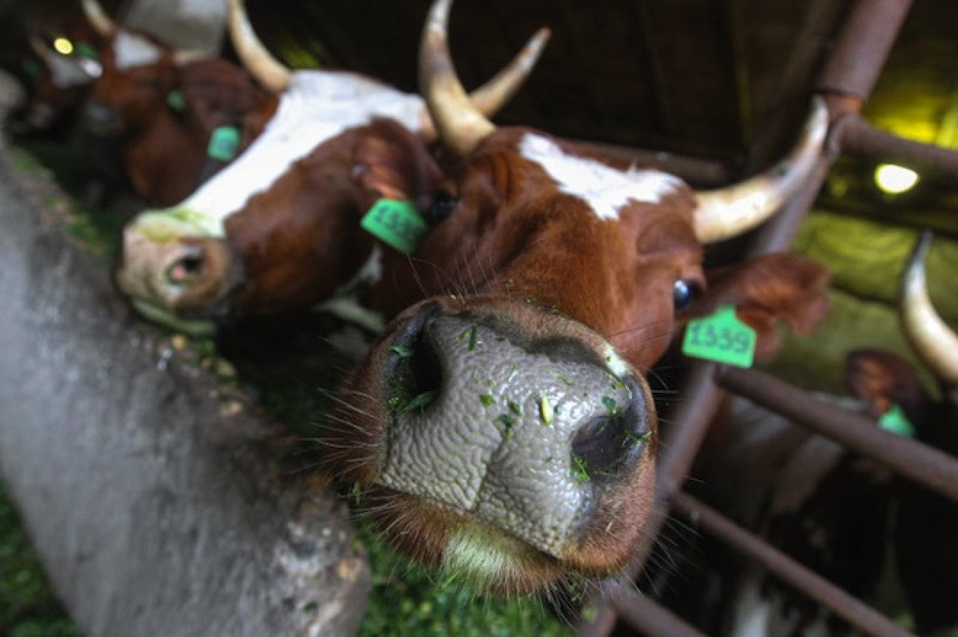 Man Collides With Cow, Dies