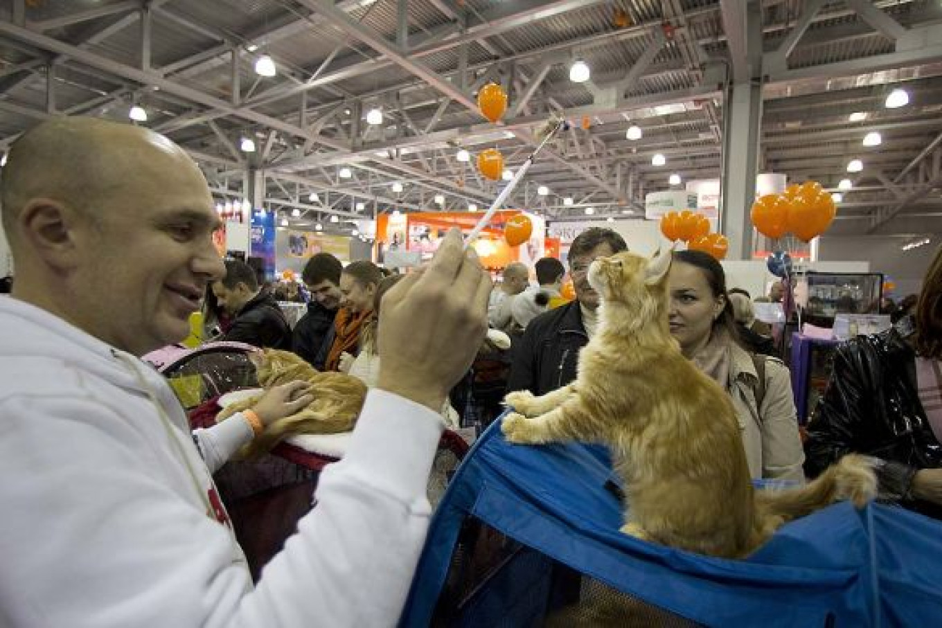 More Passion Than Financial Hardnoses at Moscow Cat Show (Photo Essay)