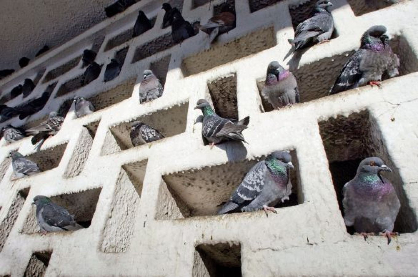 Salmonella Causing 'Zombie Pigeon' Phenomenon