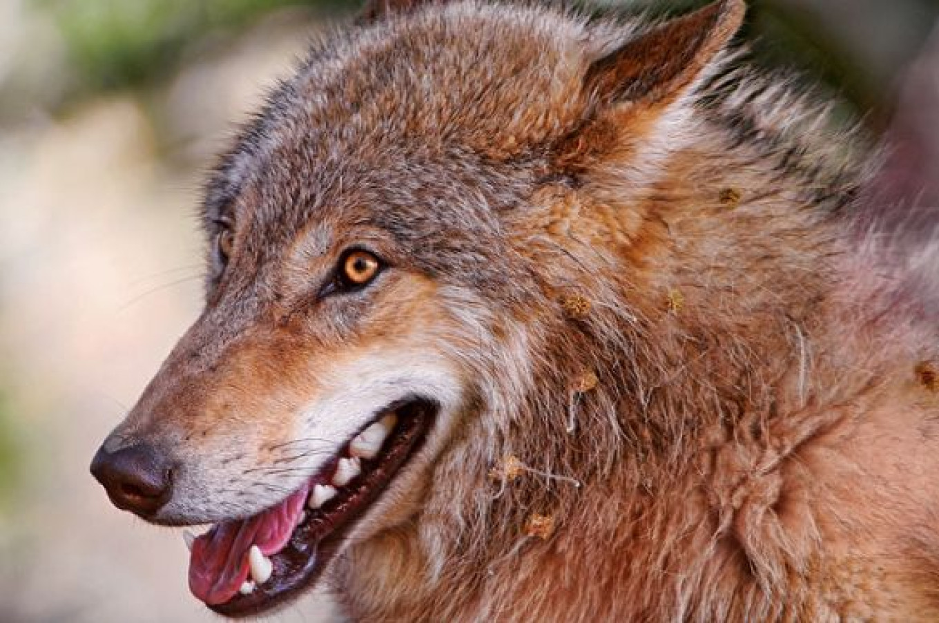 Villagers Hunt 'Chernobyl Wolves' After Attacks
