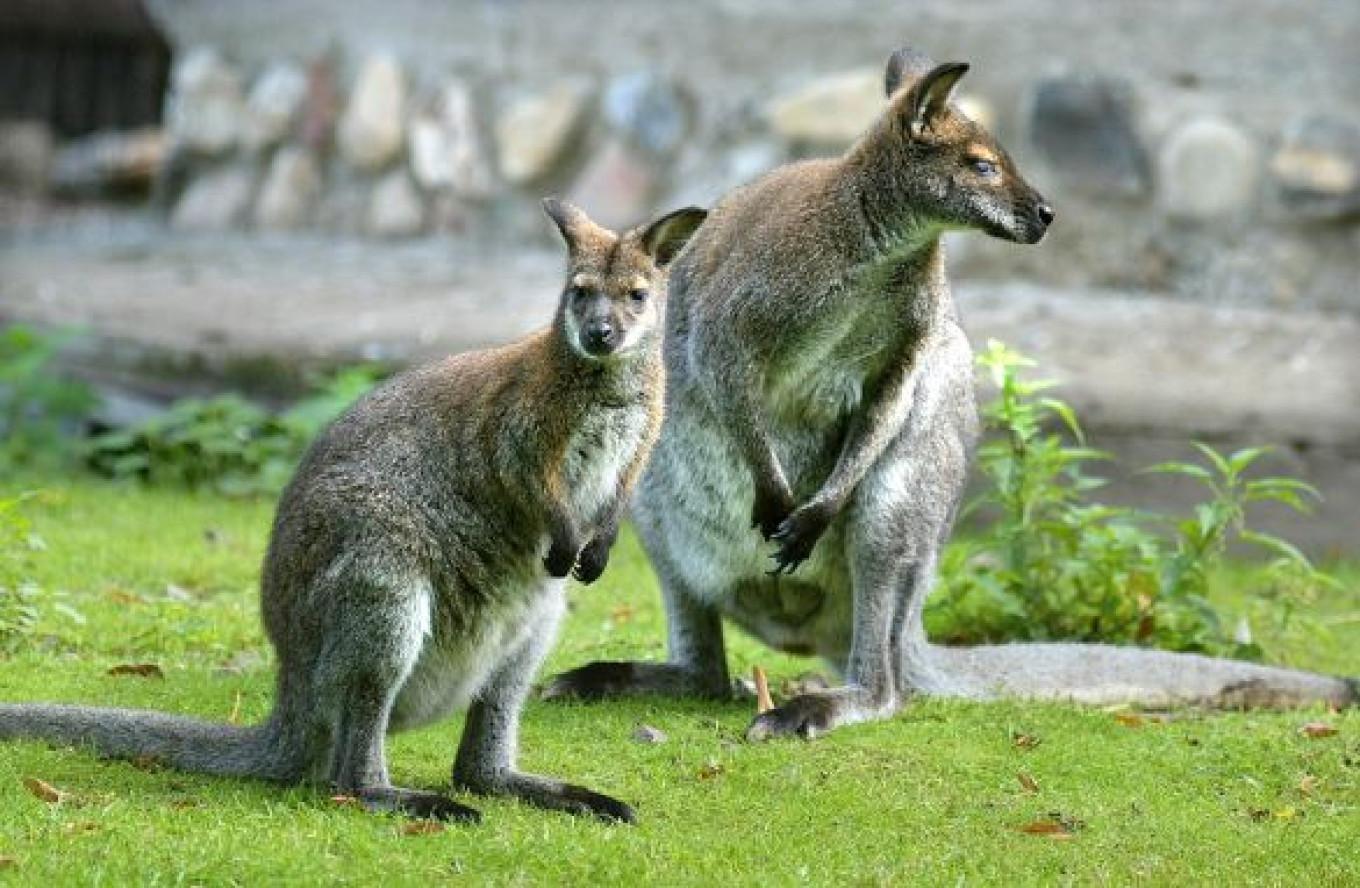 Kangaroo Meat May Return to Russian Tables