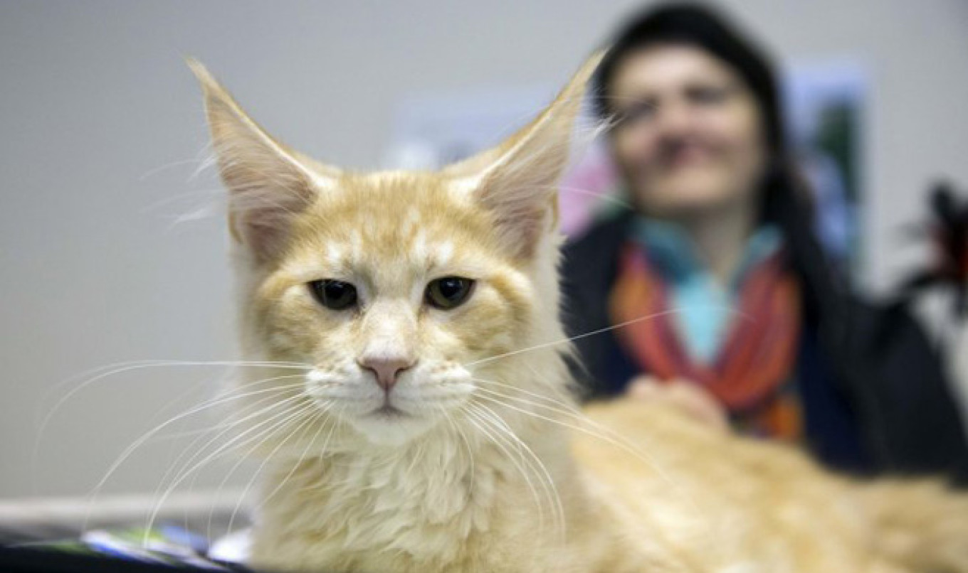 Cat Leaves 27,000 Crimeans Without Electricity