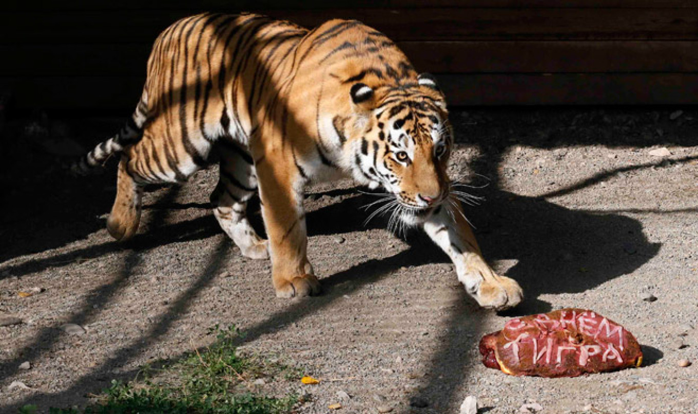 As Russia Celebrates Tiger Day, Putin Hails 'Beautiful Carnivore'